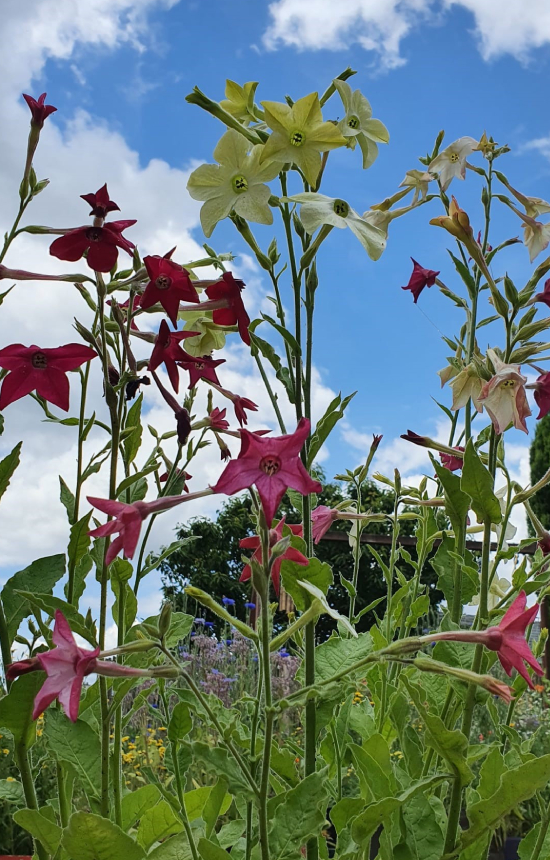Nicotiana alata 'Tinkerbell Mix'